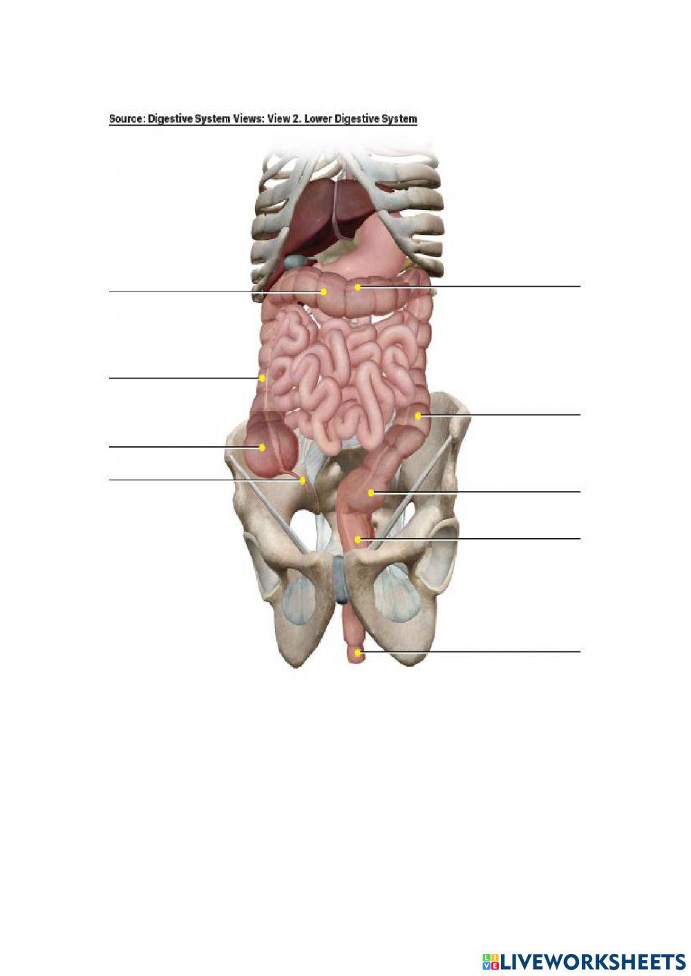 Lower system part 2 worksheet | Live Worksheets
