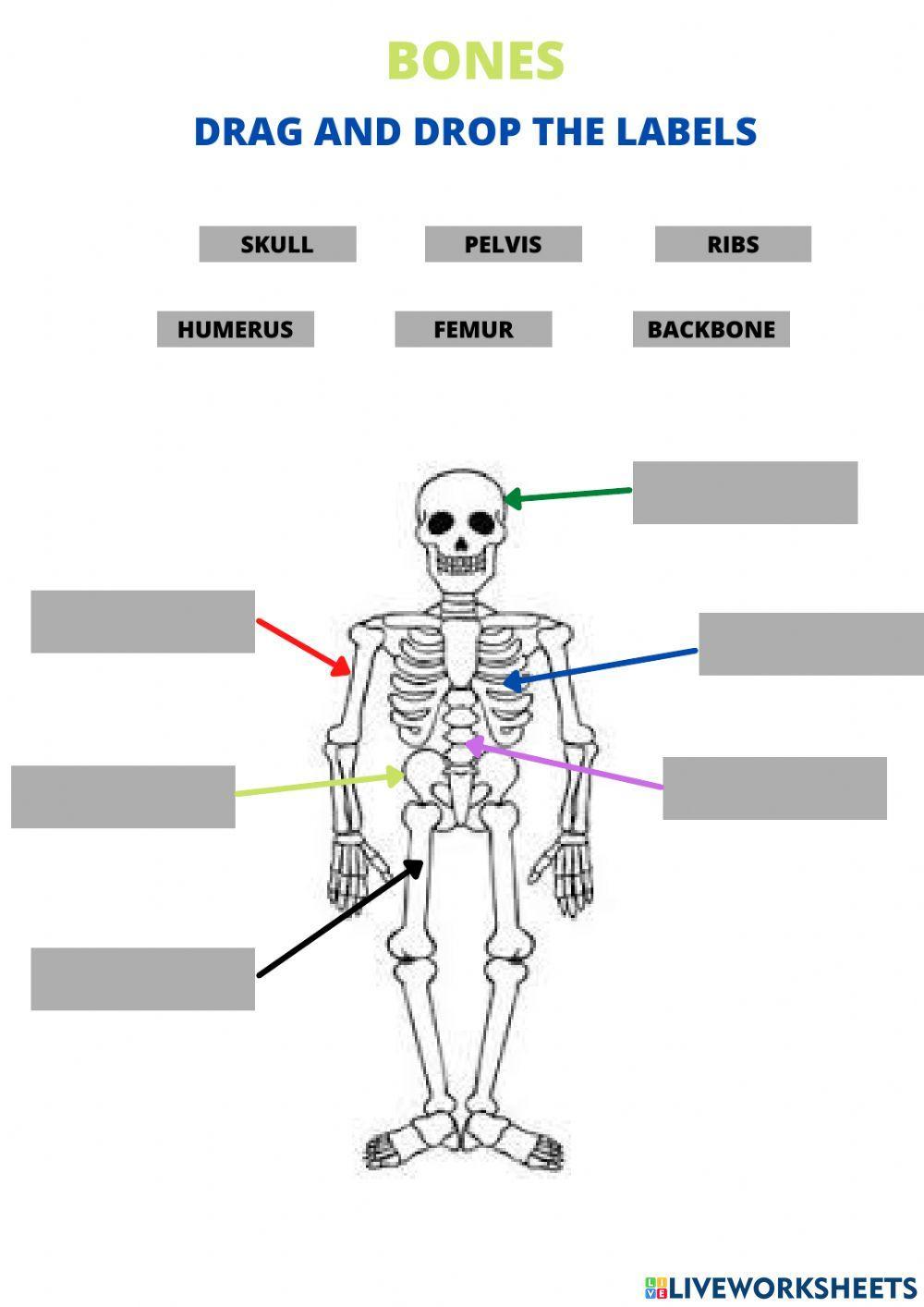 Bones 2º Grade Salesianos worksheet | Live Worksheets