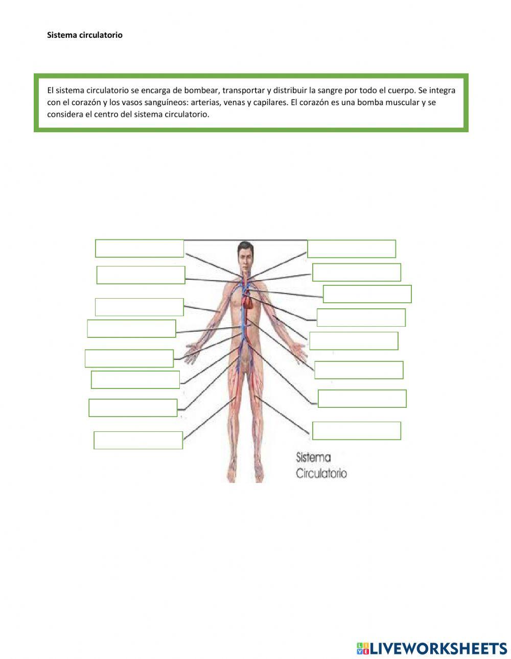 Sistema circulatorio online pdf worksheet | Live Worksheets
