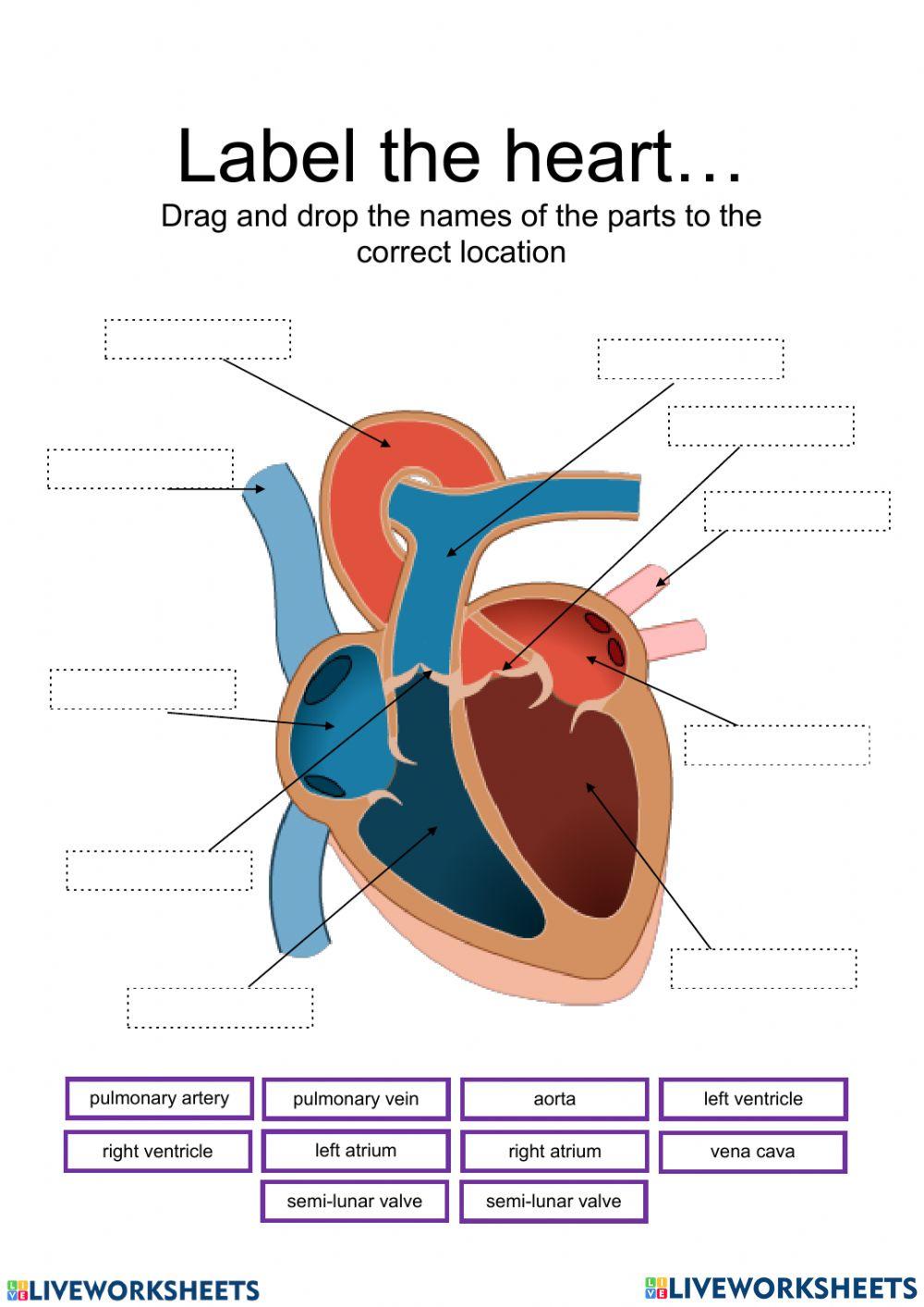 Struture of heart worksheet | Live Worksheets
