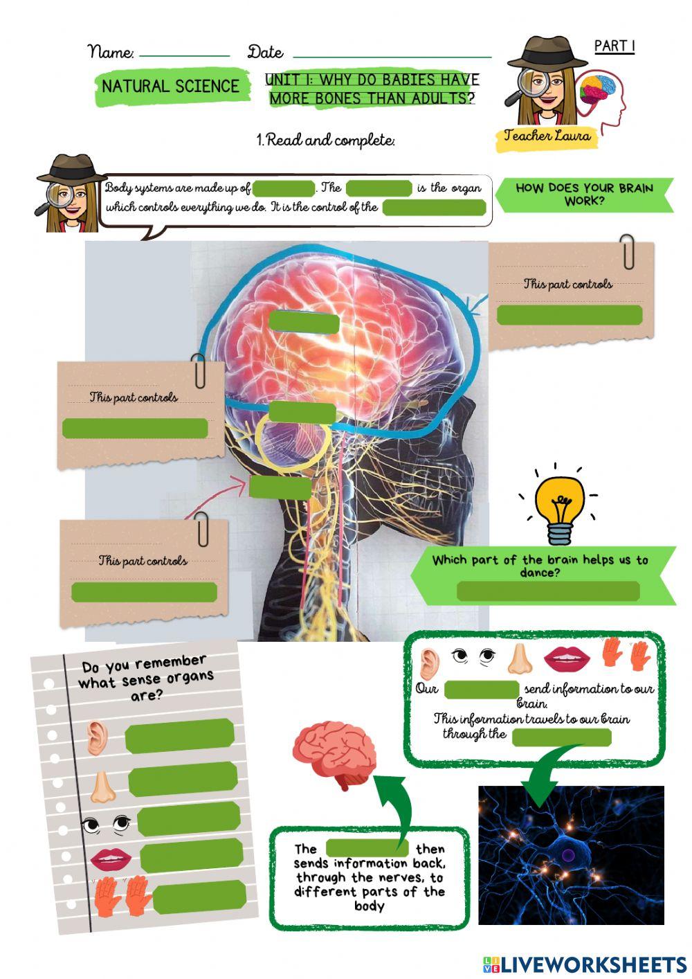 How Babies Are Made Diagram