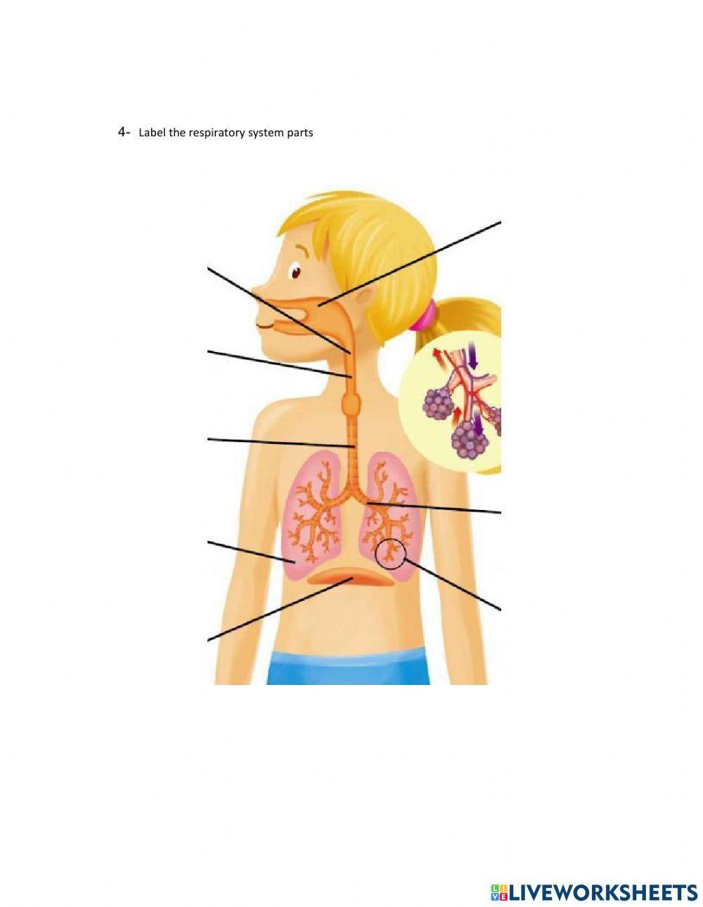 Respiratory sys… | Free Interactive Worksheets | 1562734