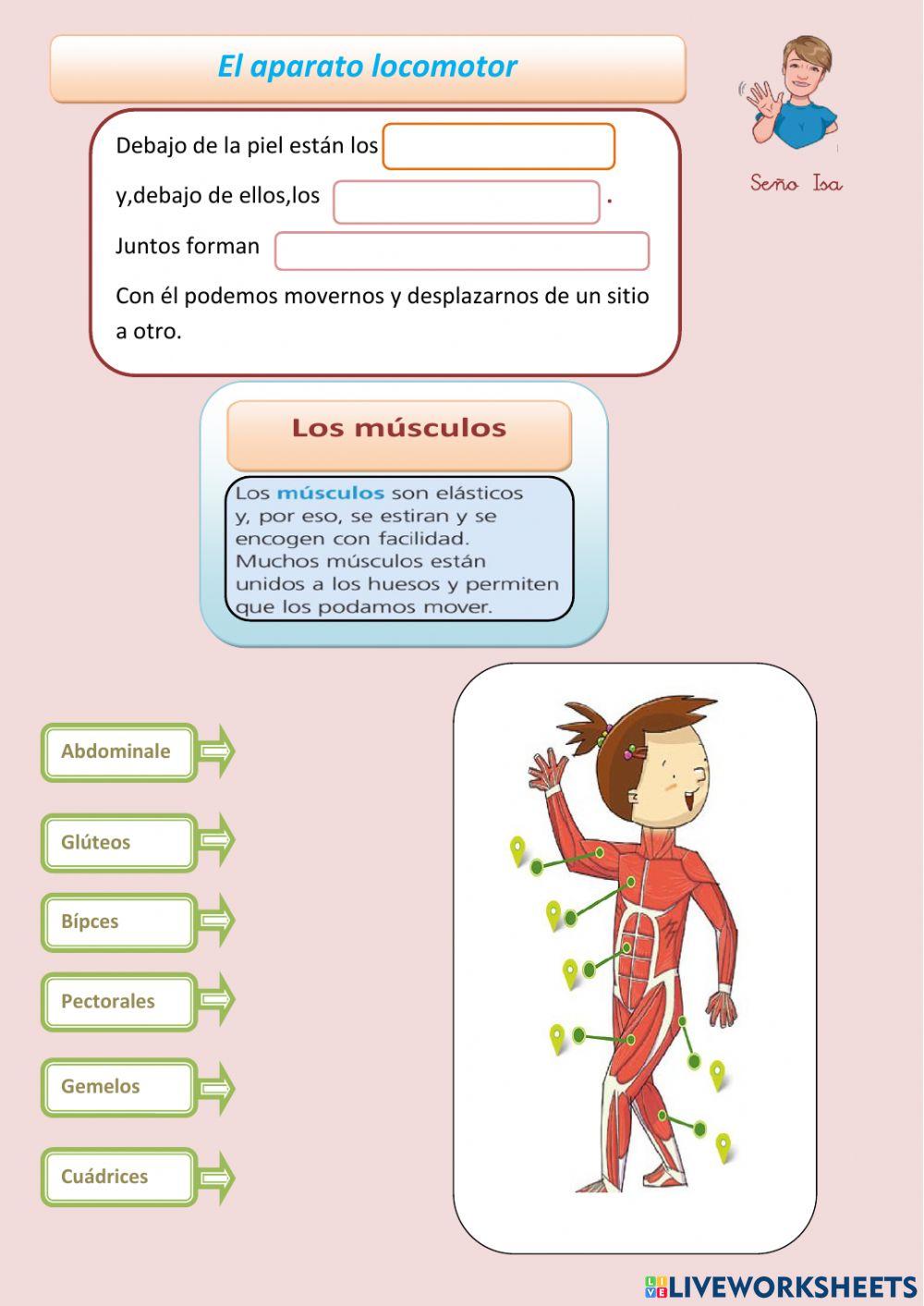 1563258 | El aparato locomotor | Isa | LiveWorksheets