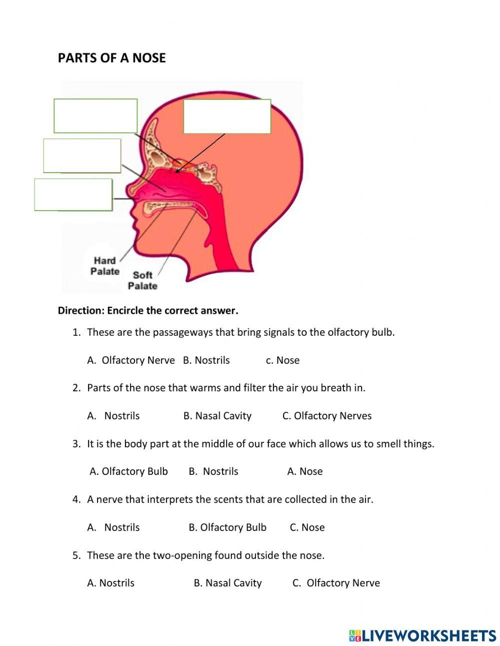 Parts Of The Nose For Grade 3