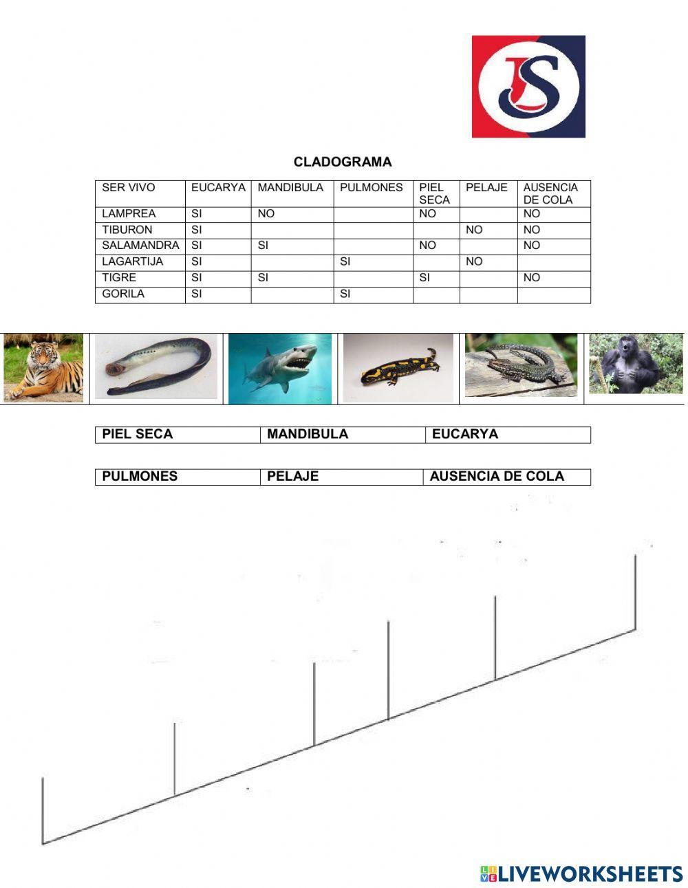 1569284 | Cladograma | Julioprofe22uribe