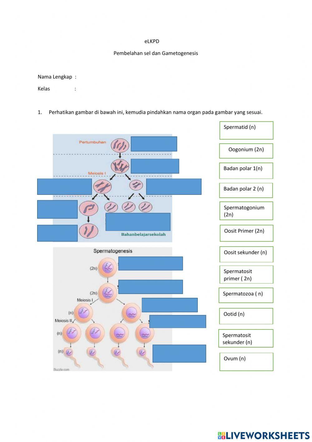 eLKPD Pembelahan sel dan gametogenesis 5221225