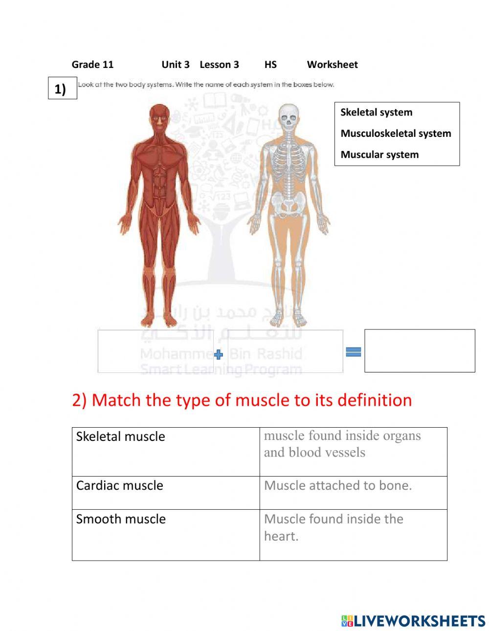 1575850 | Musculoskeletal System | Adel Shaaban