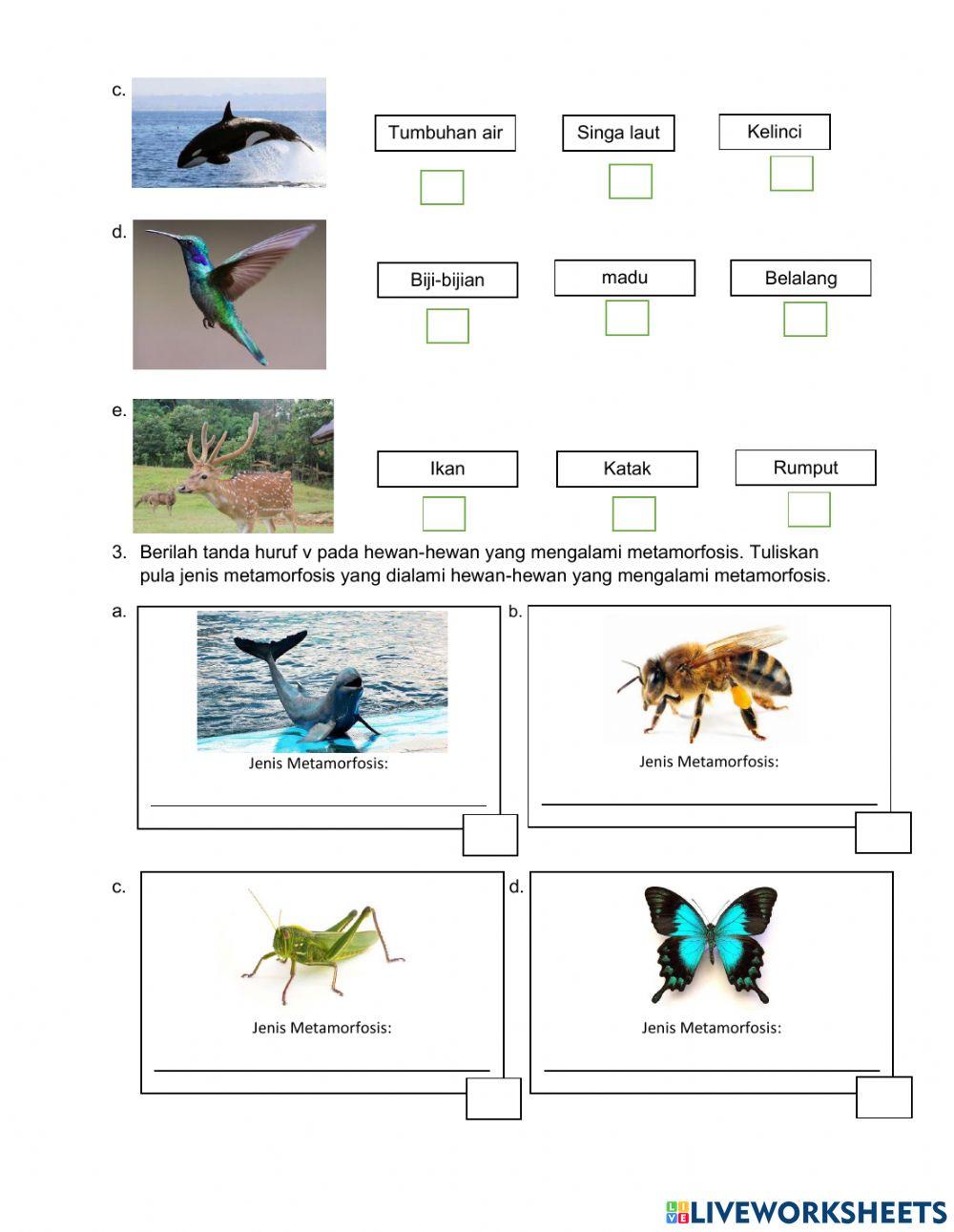 Ipa tema 5 sub tema 1 worksheet | Live Worksheets