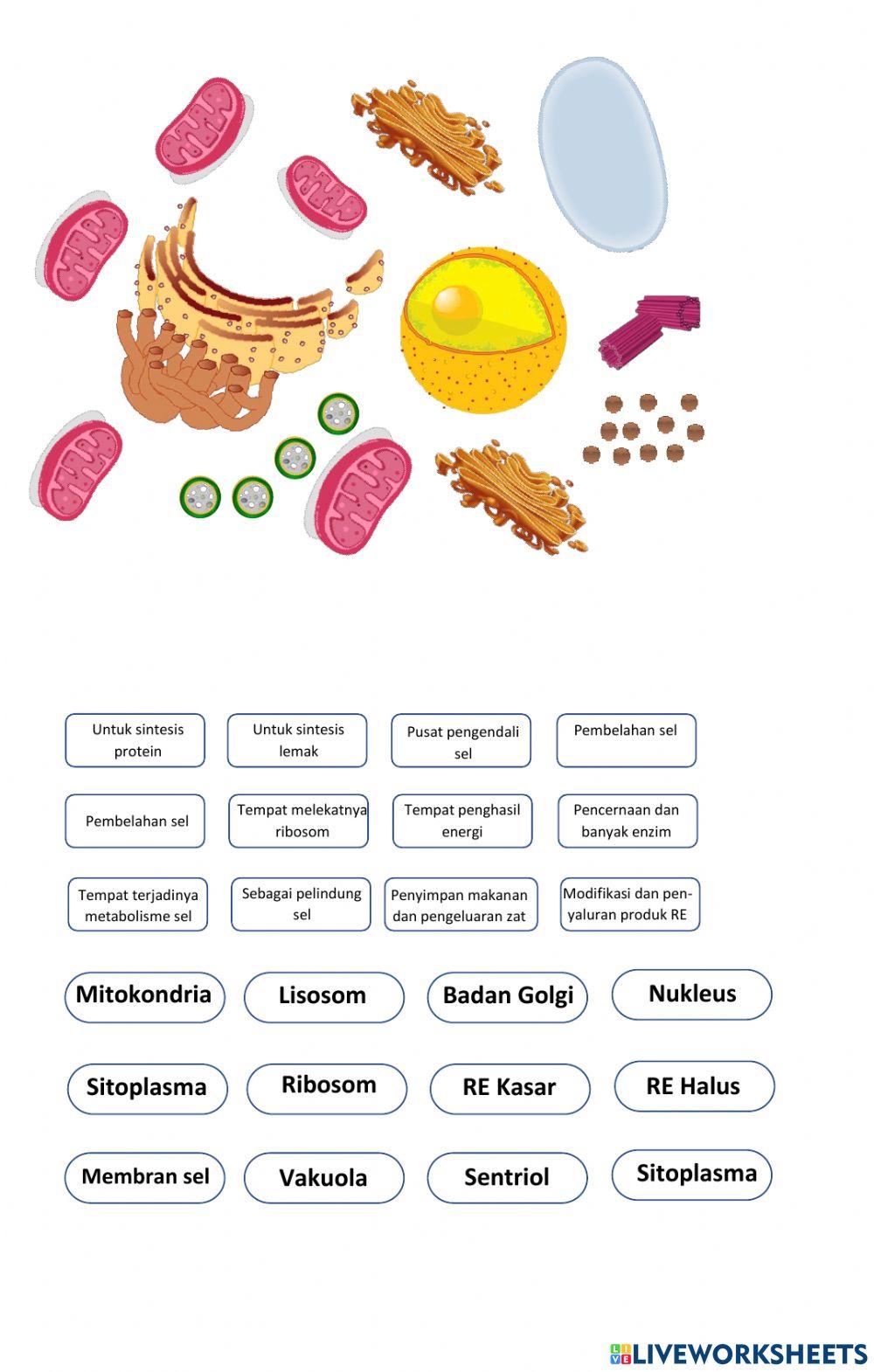 Animal cell worksheet worksheet | Live Worksheets