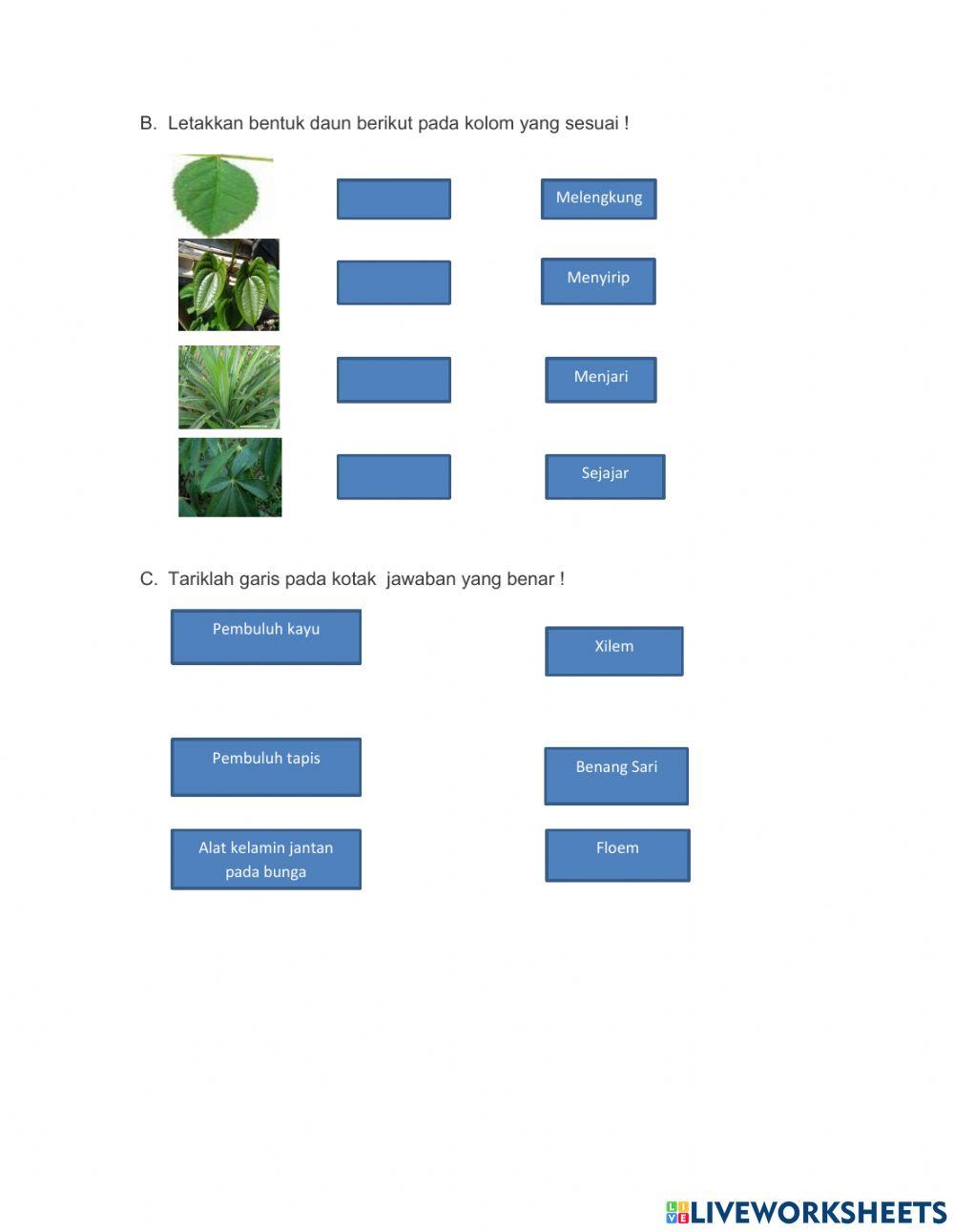 Bentuk daun dan bagian bunga worksheet | Live Worksheets