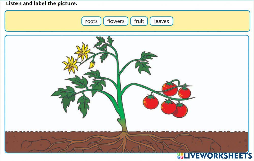 Roots, leaves, flowers, fruit 1477523 | Santa | Live