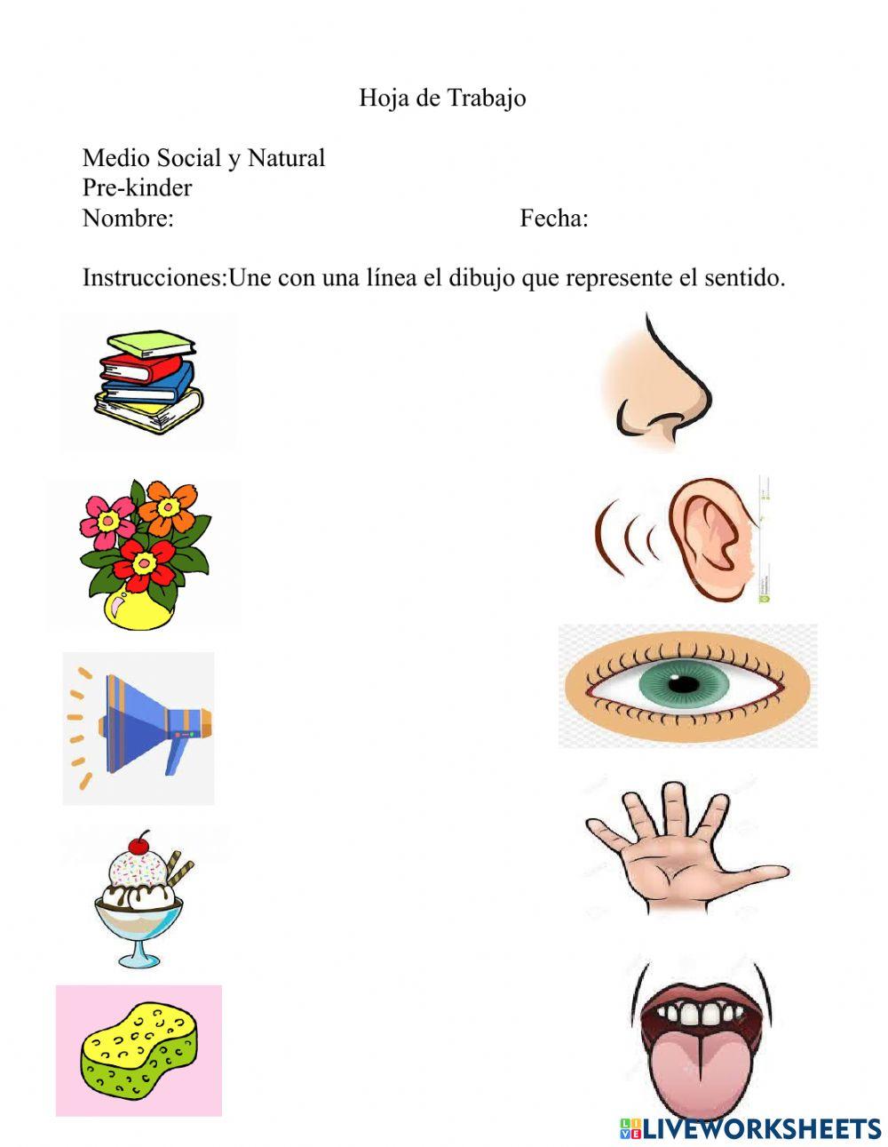 Los 5 sentidos online exercise for Pre-kinder | Live Worksheets