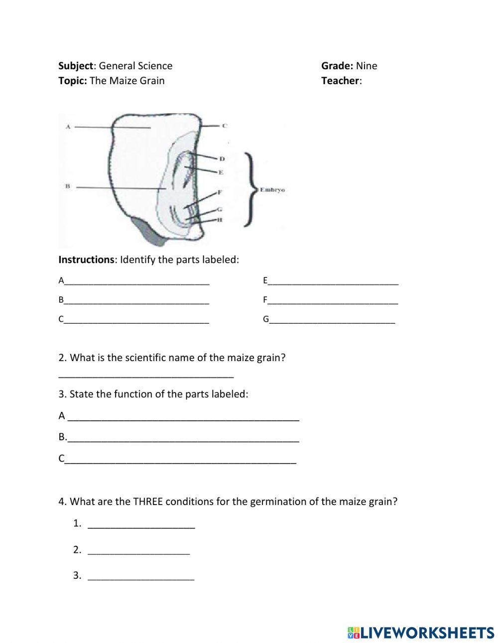Parts Of The Maize Grain online exercise for | Live Worksheets