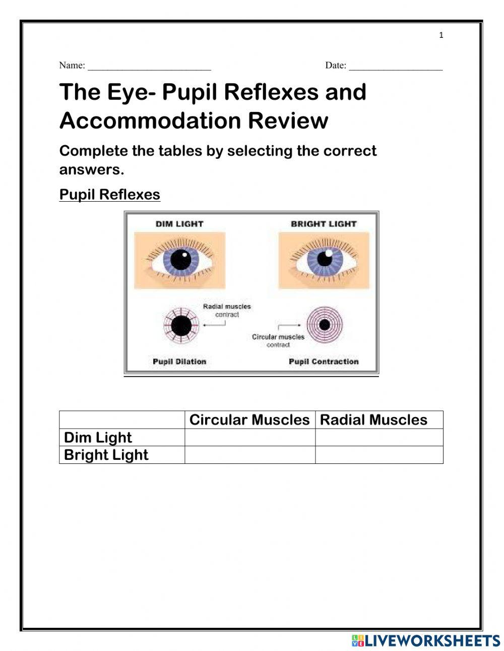 The Eye- Pupil … | Free Interactive Worksheets | 5226541