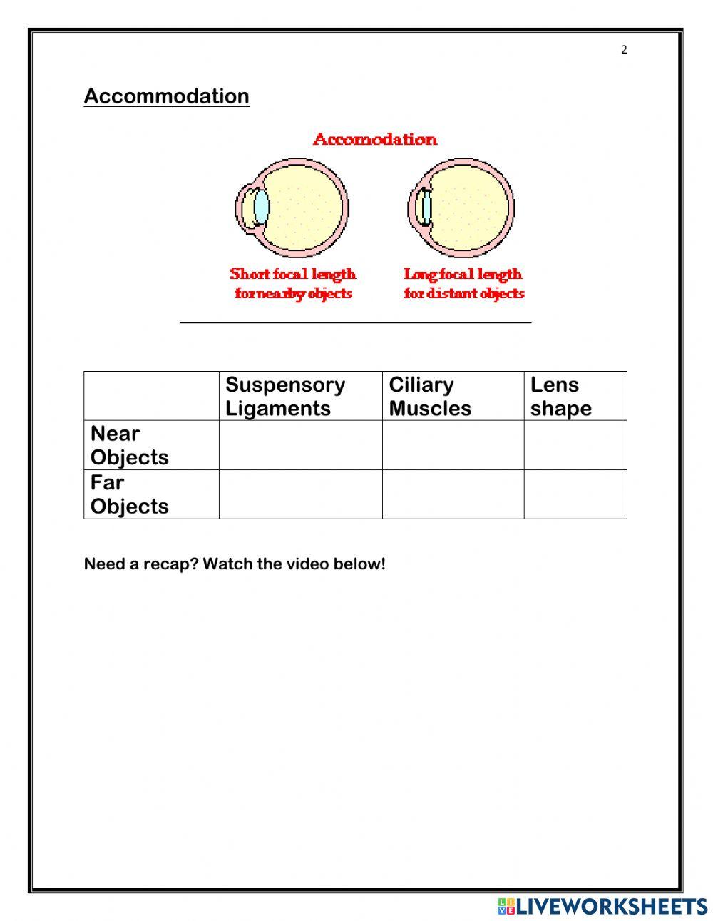 The Eye- Pupil … | Free Interactive Worksheets | 5226541