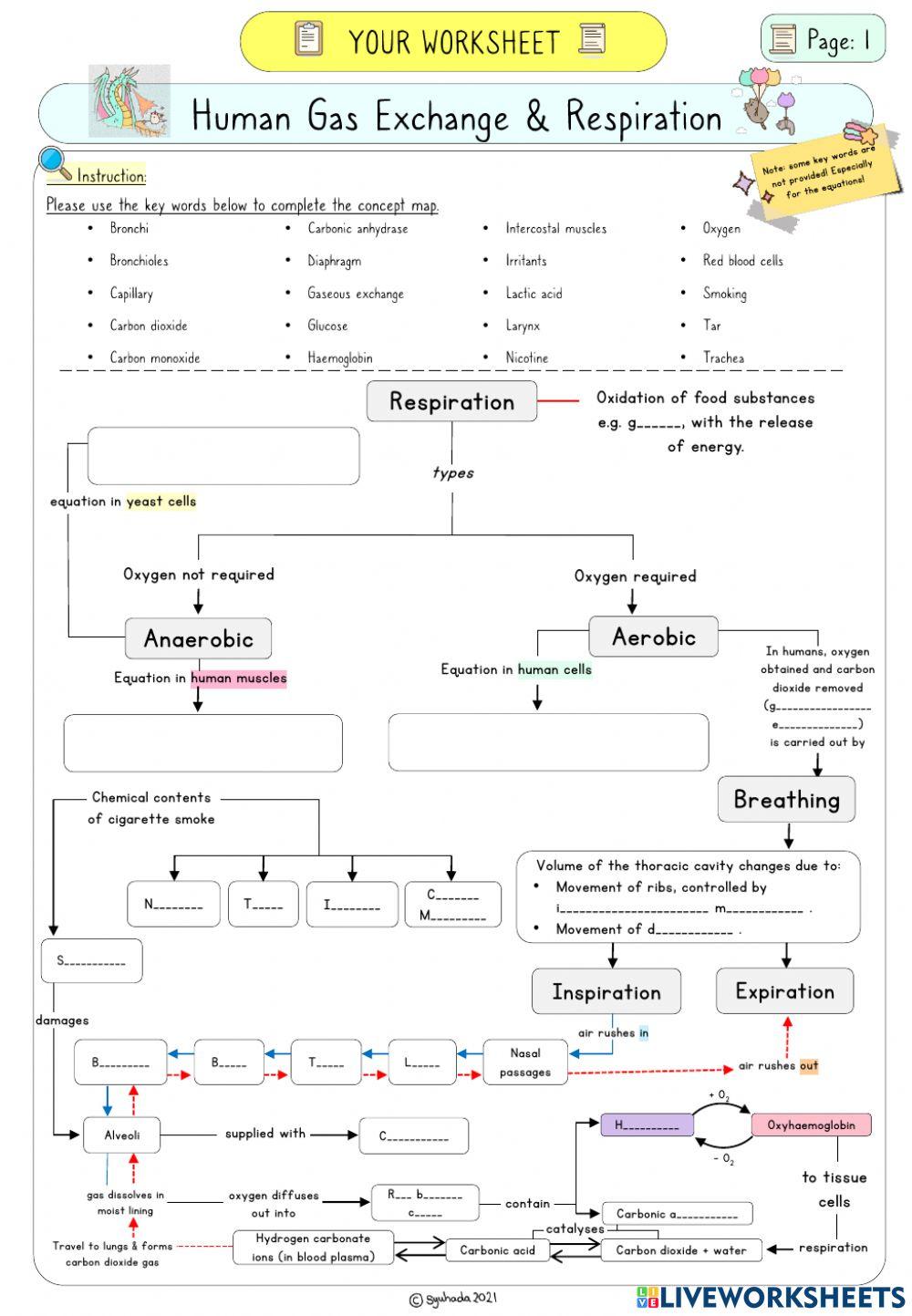 Respiration and Gas exchange Mind Map online exercise for | Live Worksheets