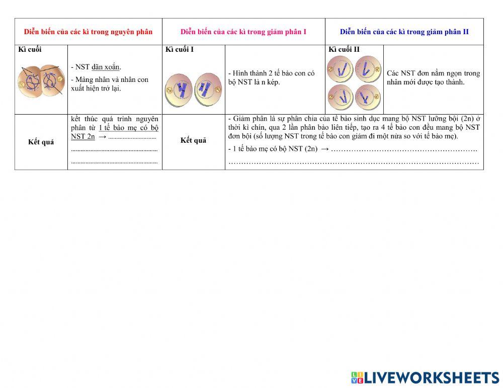 Mitosis and meiosis interactive worksheet | Live Worksheets