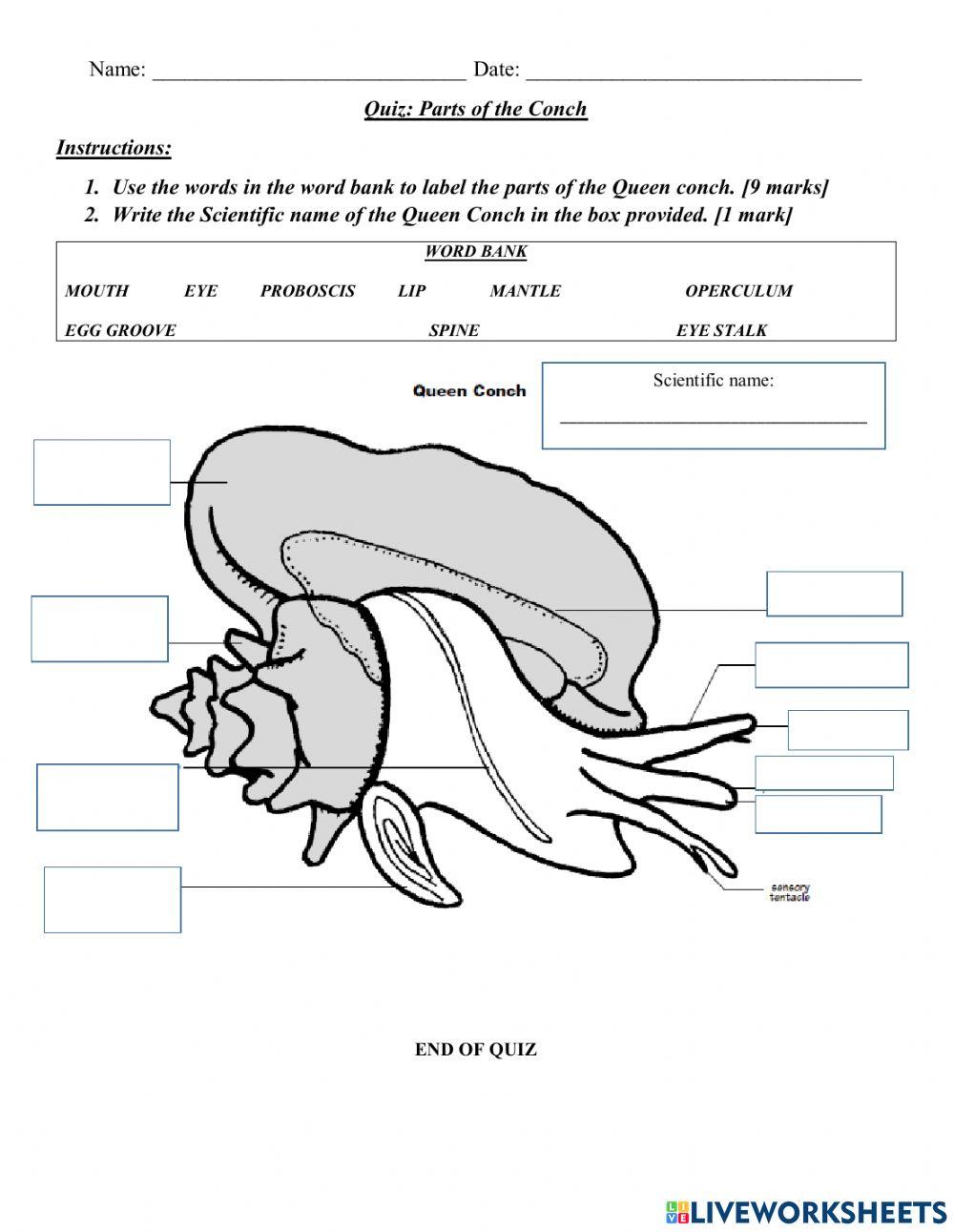 The Queen Conch… | Free Interactive Worksheets | 6734881