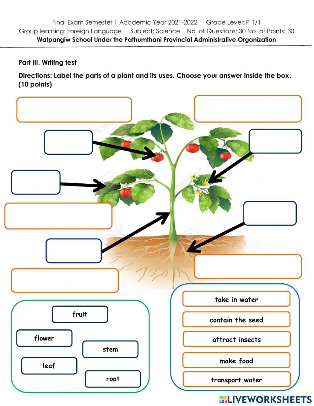 P2 science fina… | Free Interactive Worksheets | 1493655