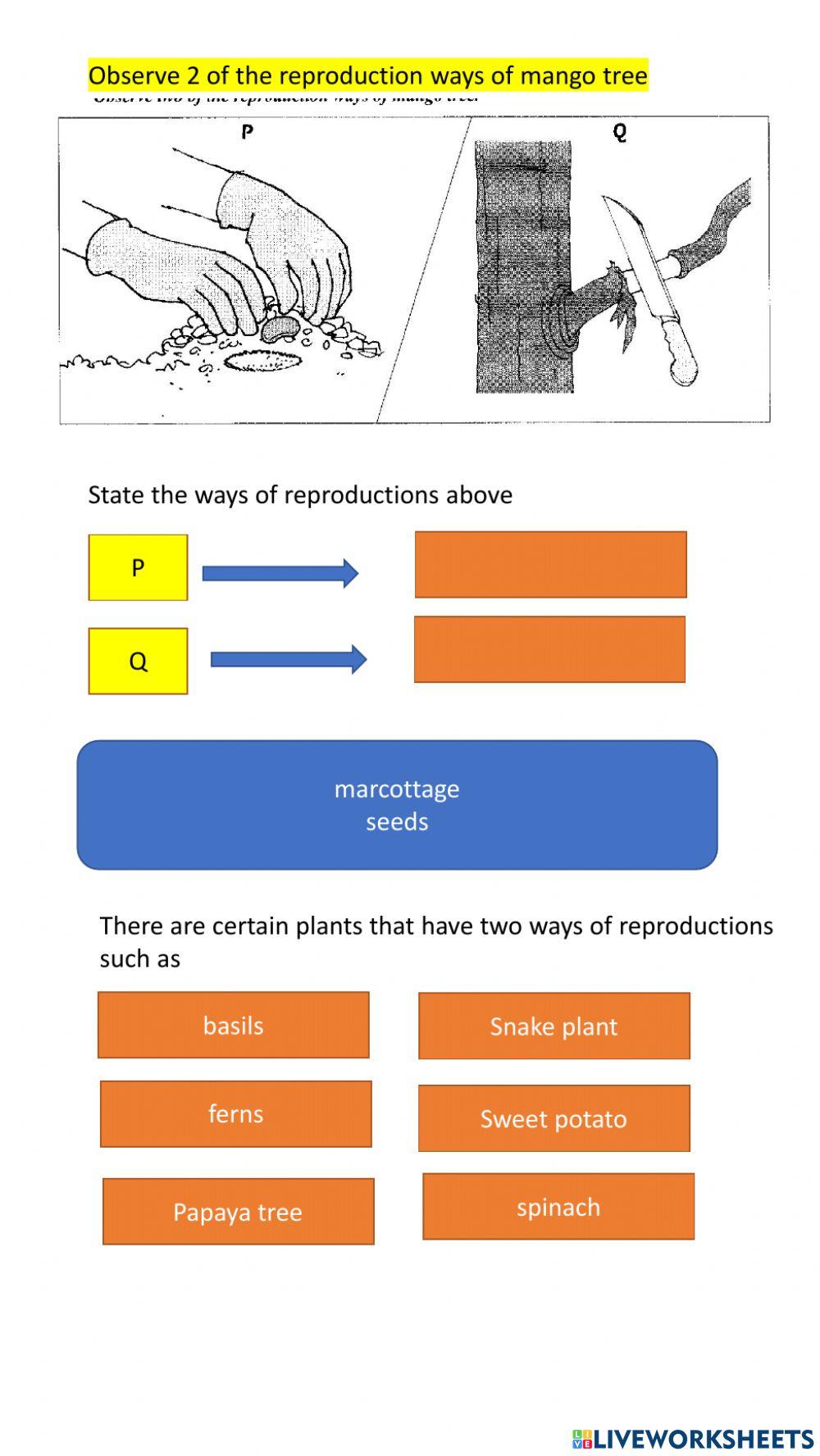 Techology in plant reproductions 1494757 | Zarina8840