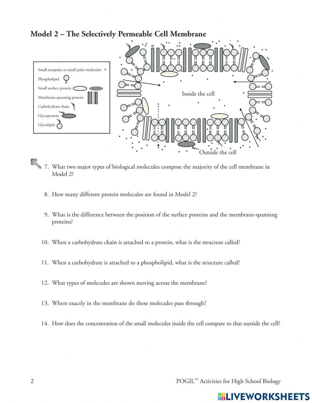 6738348 | Cell Membrane Structure - Function POGIL