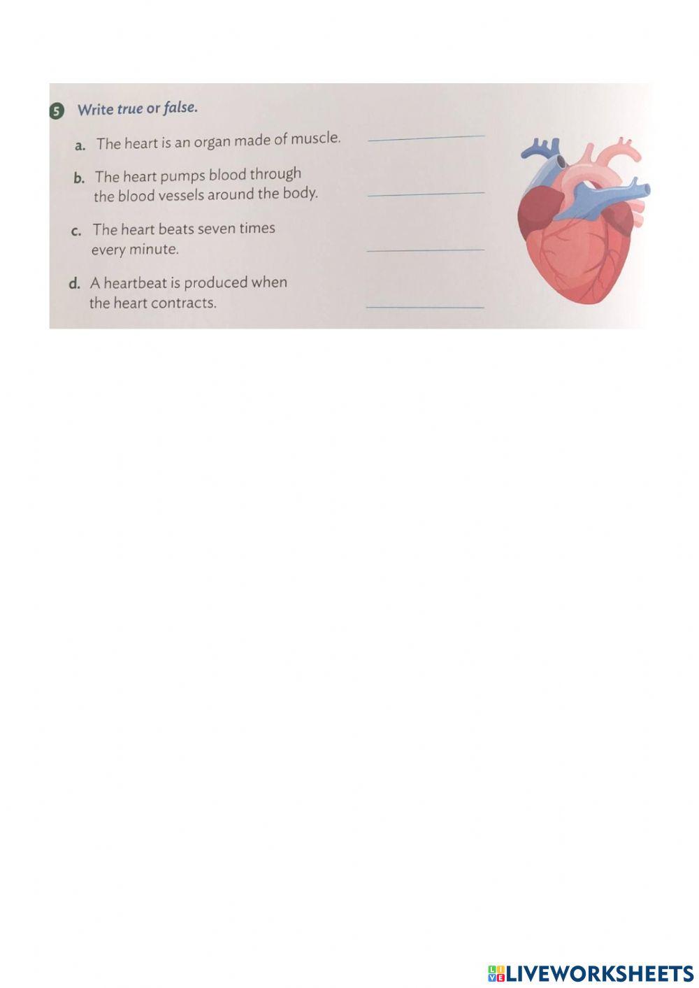Circulatory system worksheet for Grade 4 | Live Worksheets