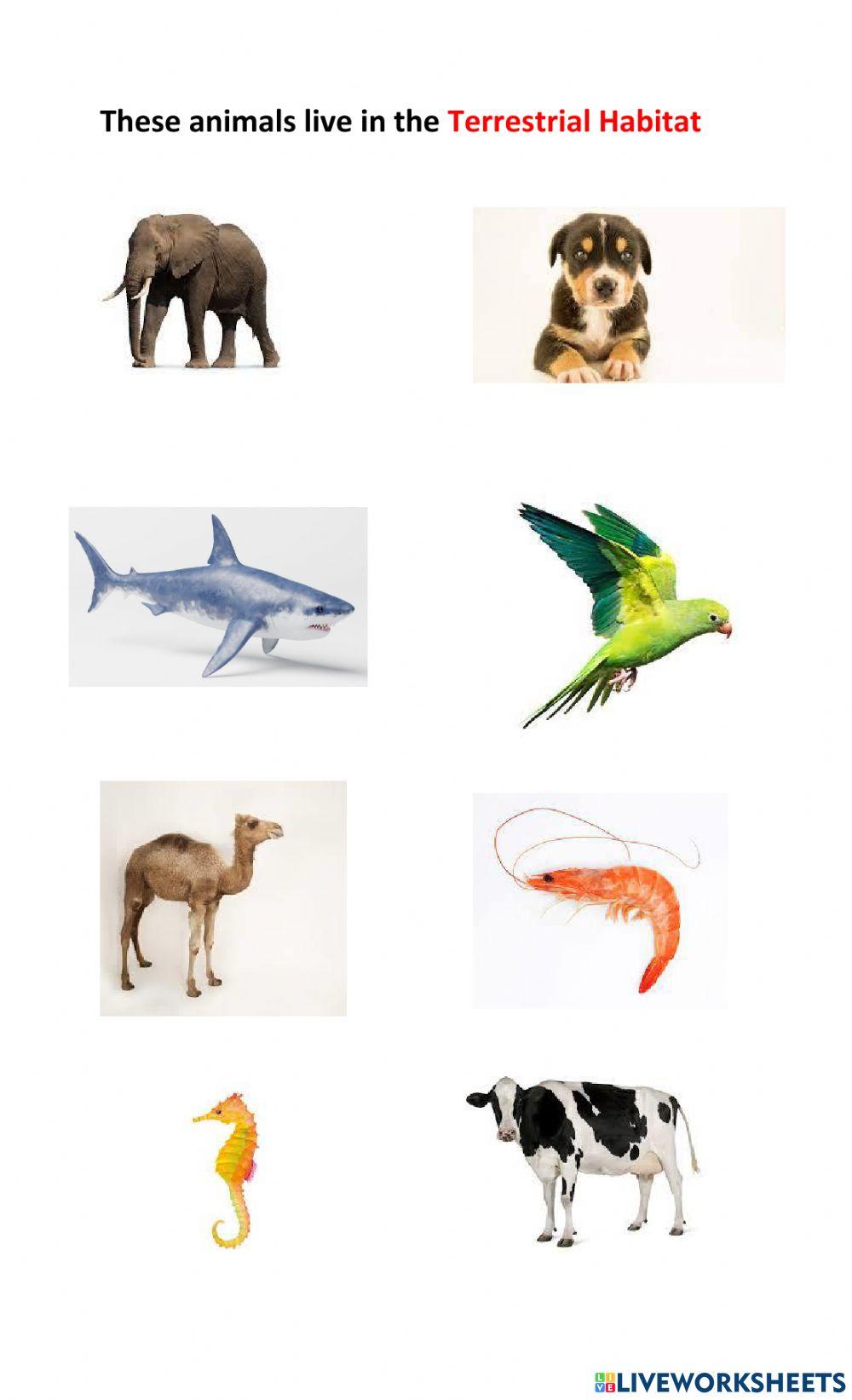 Terrestrial Habitat Animals