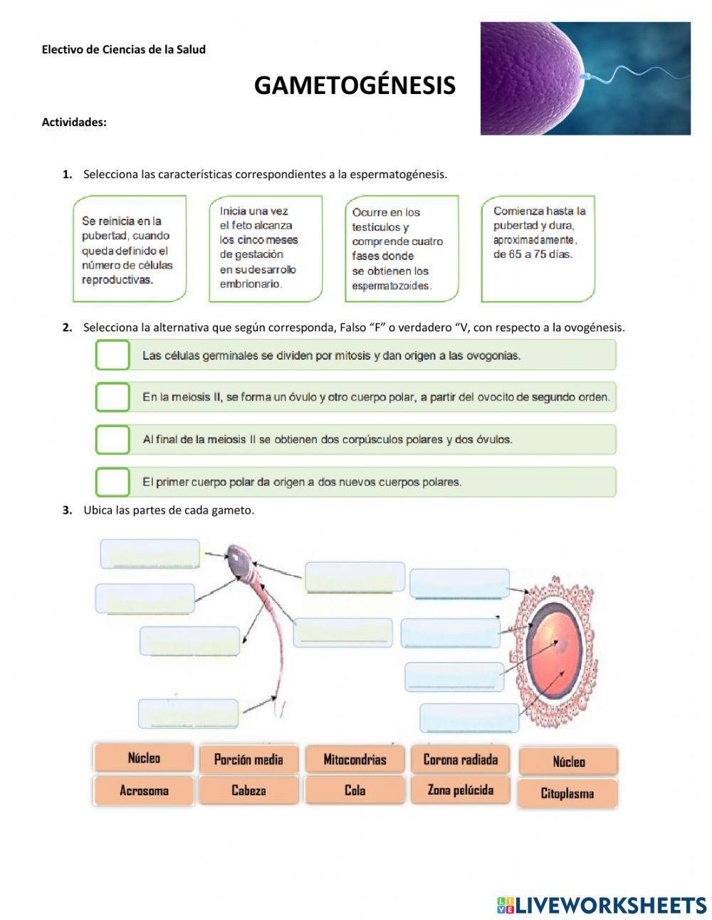 1627597 | Gametogenesis | Rosana Torrealba