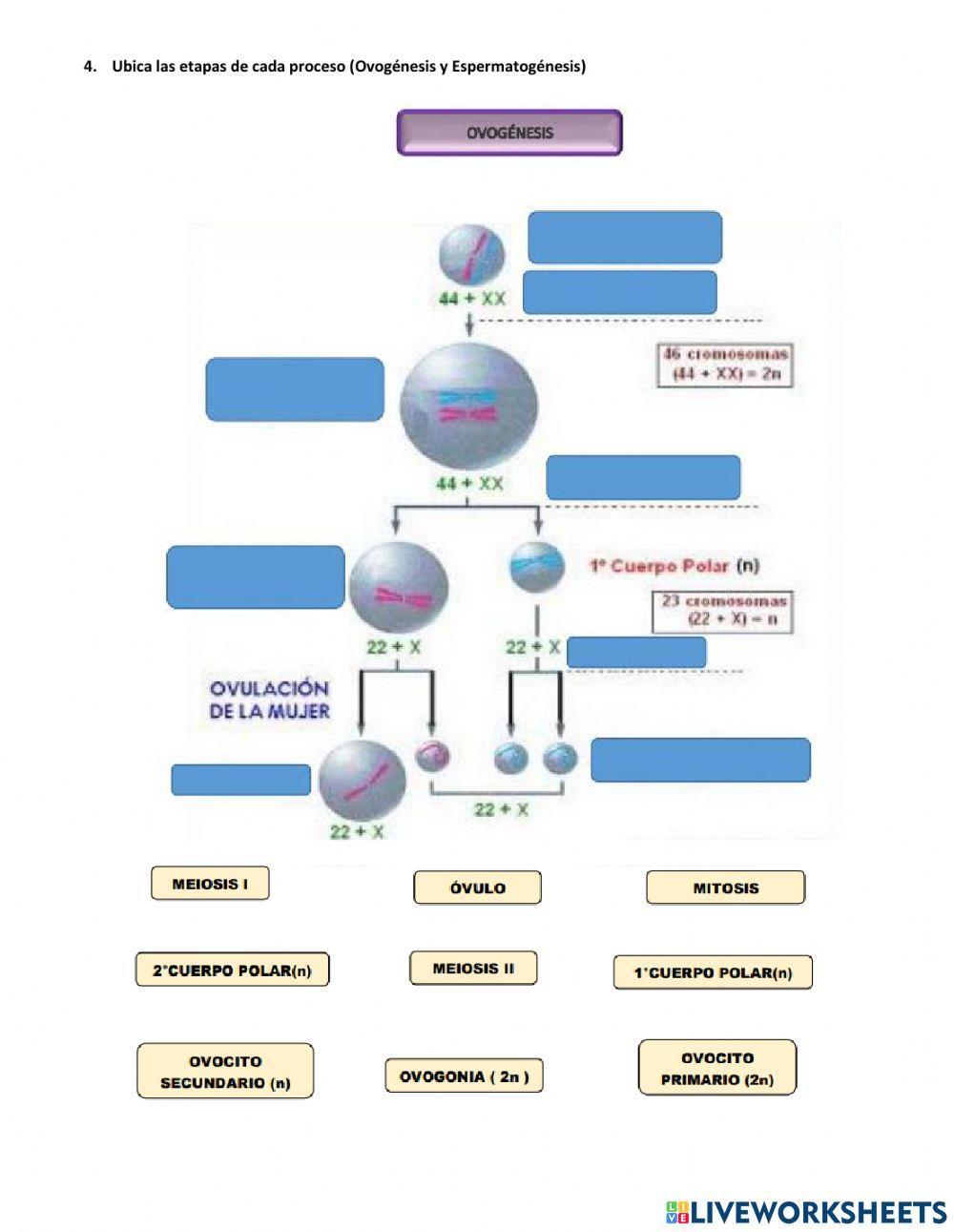 Espermatogenesis Mapa Conceptual