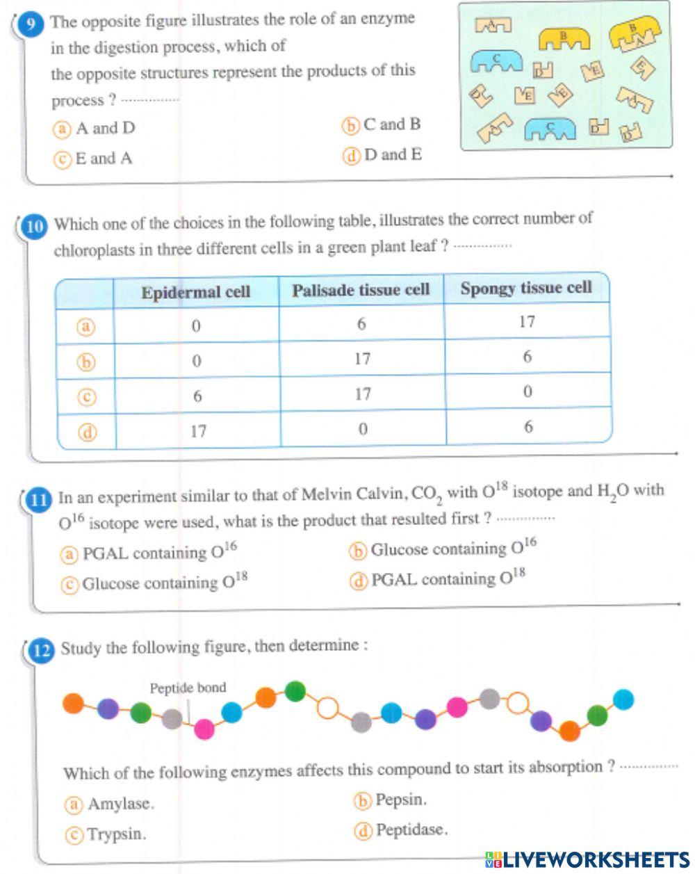 Biology online pdf worksheet | Live Worksheets