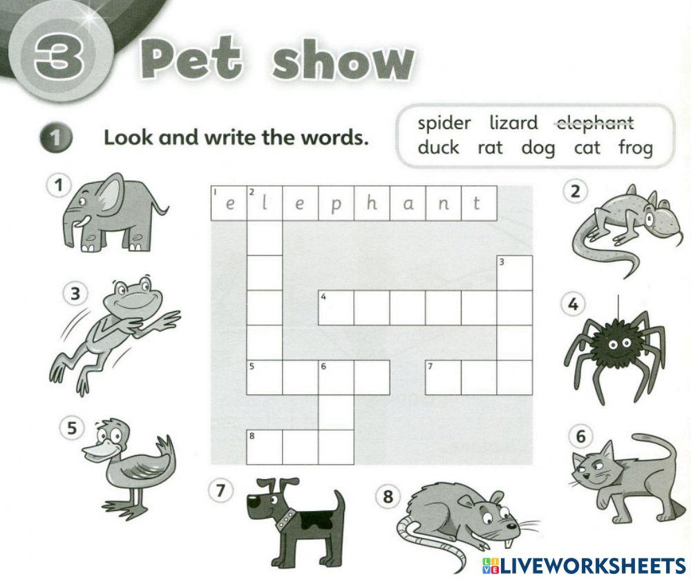 Pet's show interactive worksheet | Live Worksheets