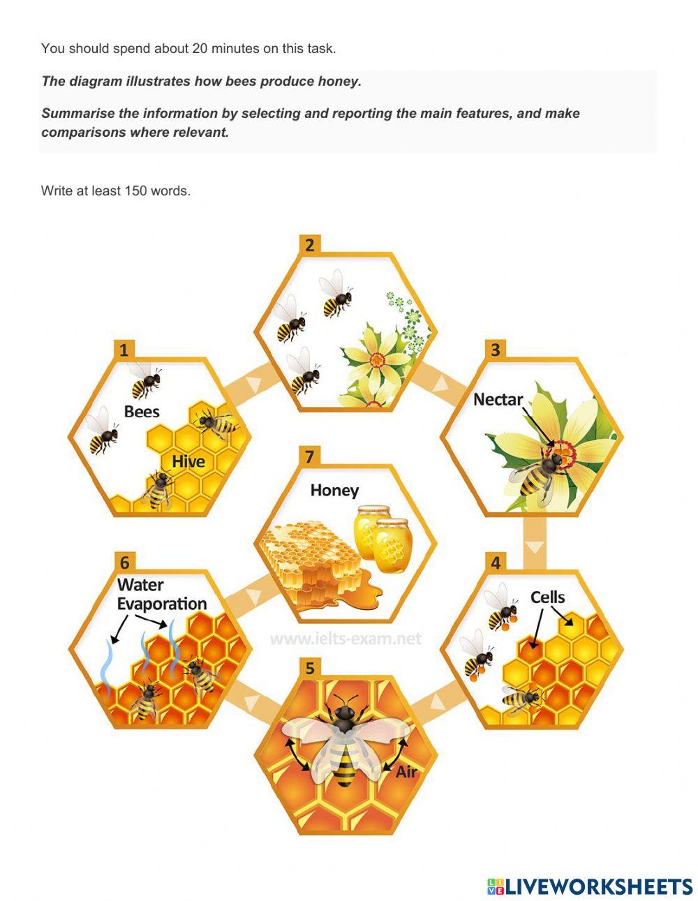 IELTS Writing Task 1 | Alexander Beltran | Live
