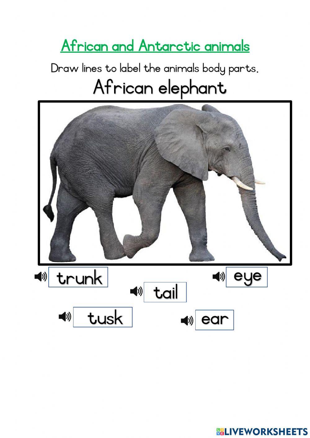 elephant labelling
