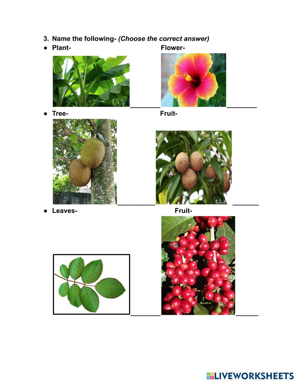 Class1 EVS Plants online exercise for | Live Worksheets