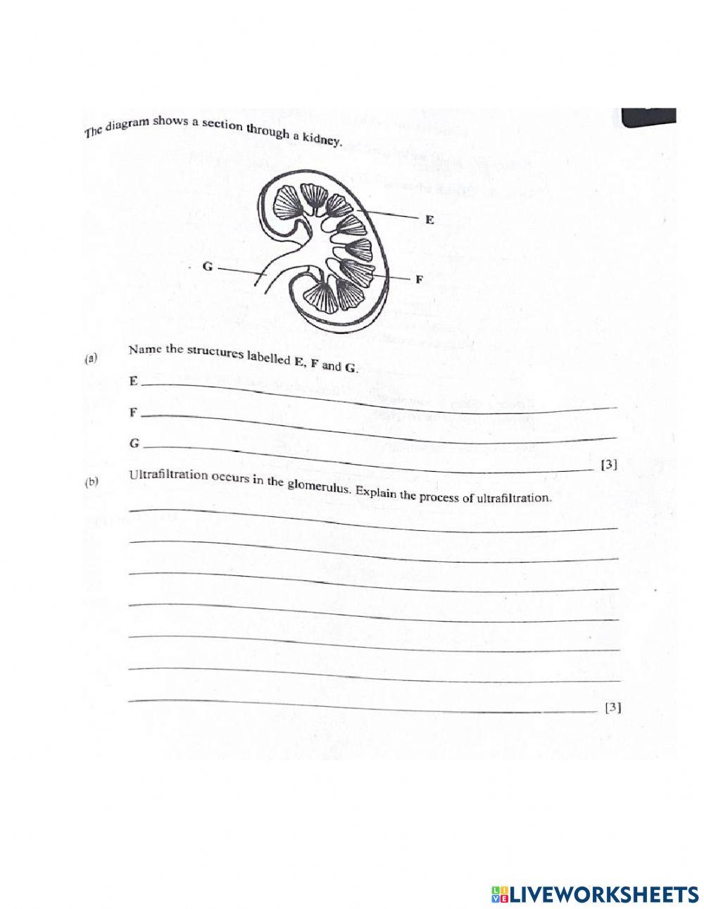Excretion Paper 2 online exercise for | Live Worksheets