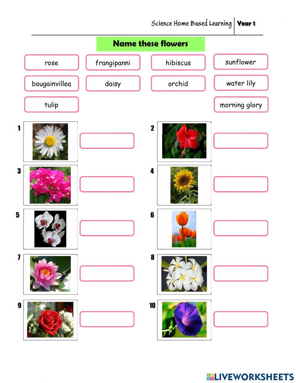 1646470 Flowers Teacher SRHD LiveWorksheets 1646470 Flowers Teacher SRHD LiveWorksheets