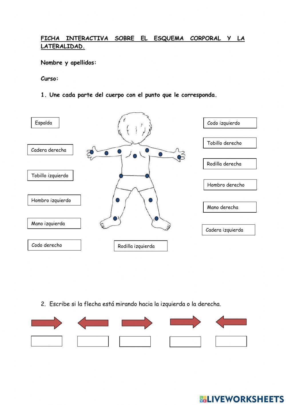 Esquema corporal y lateralidad 1646797 | Javi1989 | Live