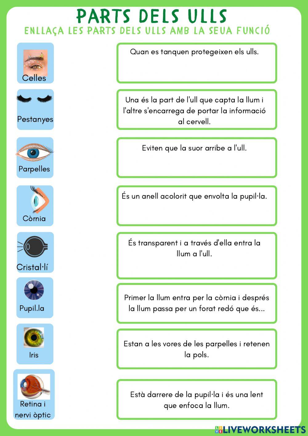 Les parts dels ulls i les seues funcions online exercise for | Live Worksheets