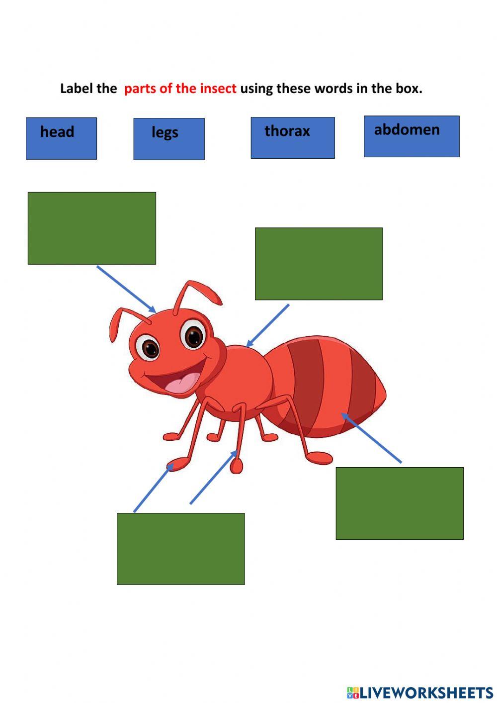 Insects online exercise for Infant 2 | Live Worksheets