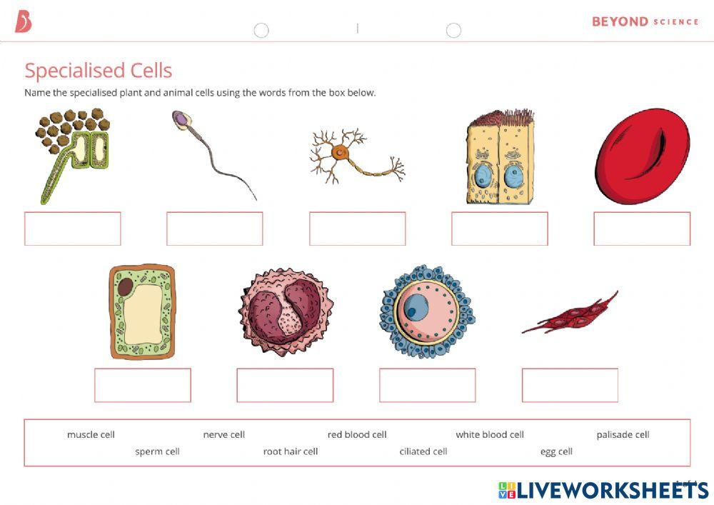 Specialised cell online exercise for | Live Worksheets