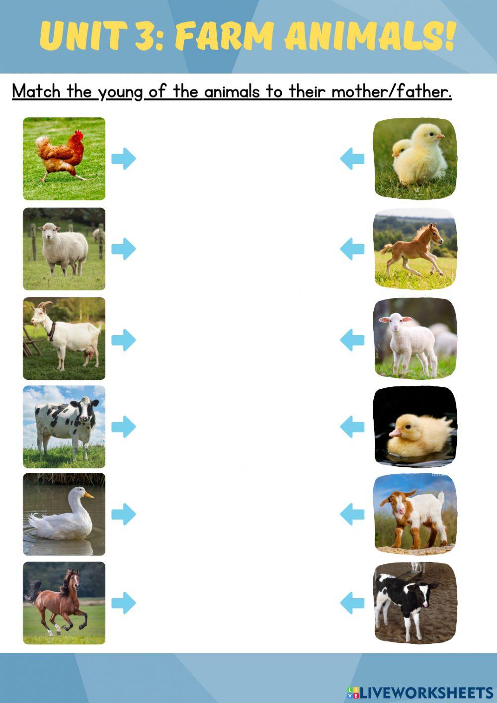 Animals young worksheet | Live Worksheets