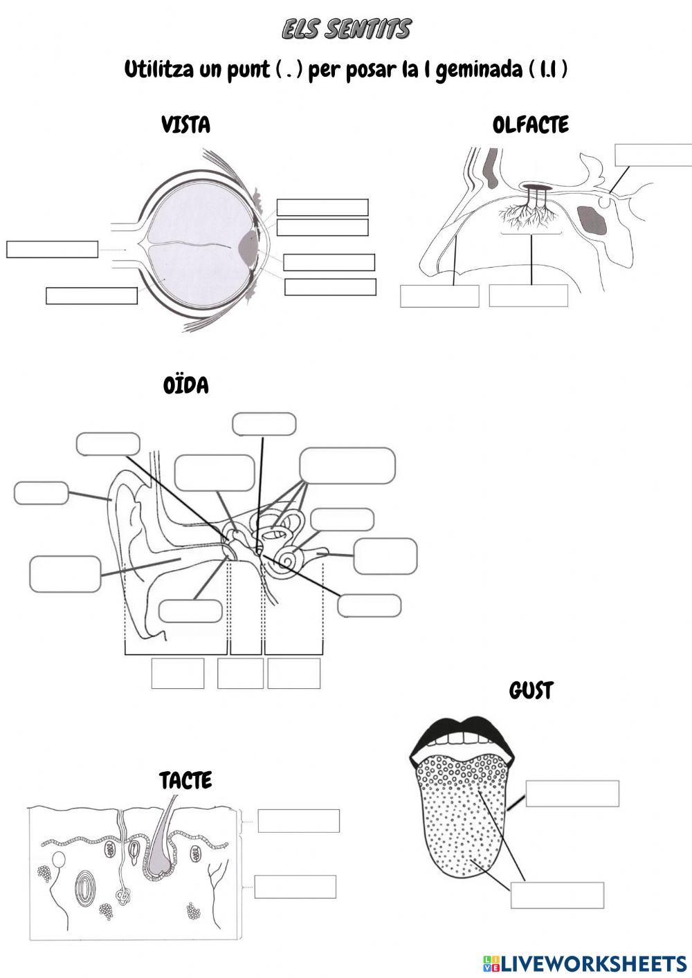 Els sentits 1657651 | narfzepol | Live Worksheets