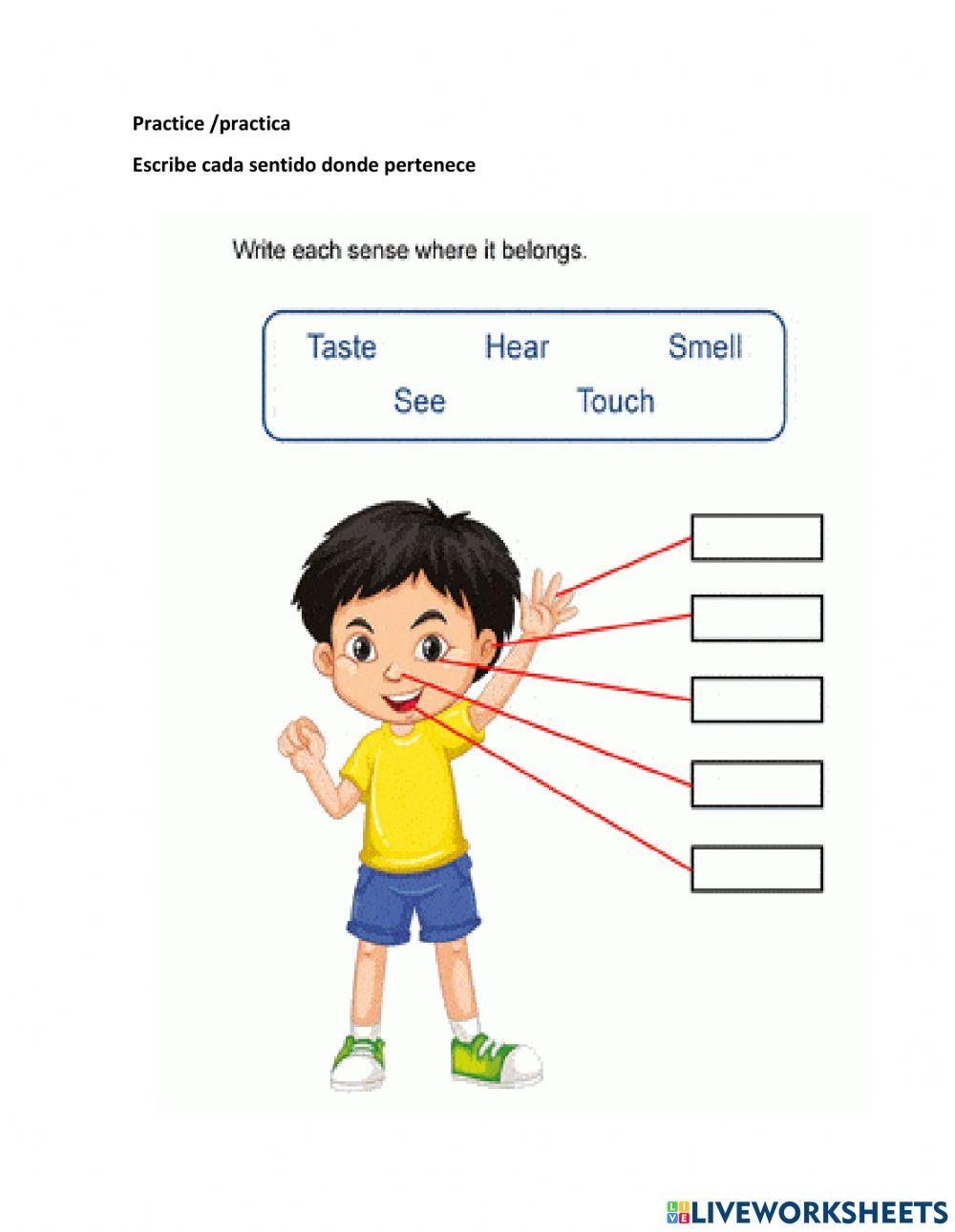 Five senses interactive exercise for 1 | Live Worksheets