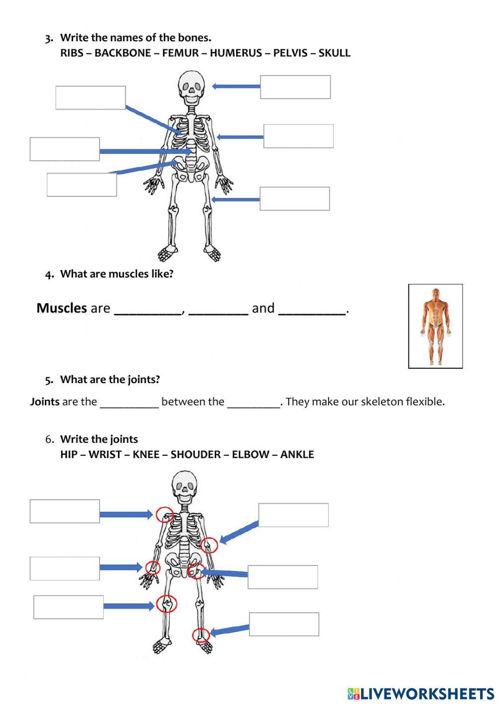 Locomotor system exercise for segundo | Live Worksheets