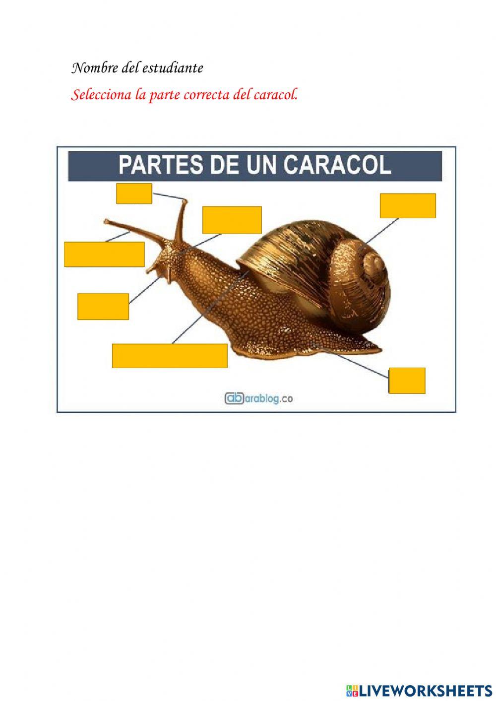Partes de un caracol worksheet | Live Worksheets