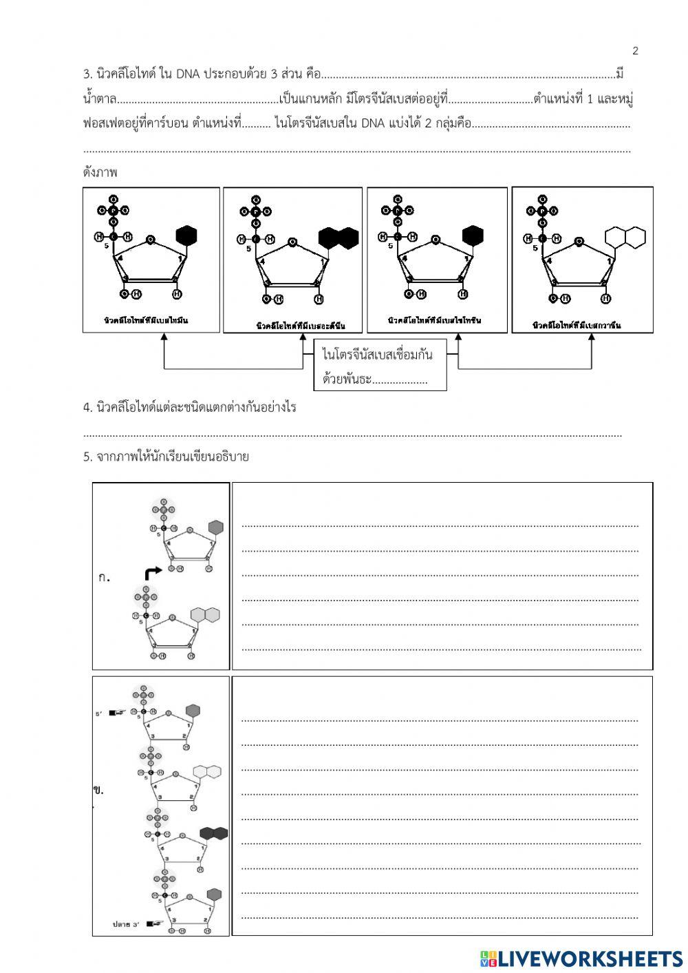 ใบงานที่ 3 องค์ประกอบทางเคมีของdna Online Exercise For Live Worksheets