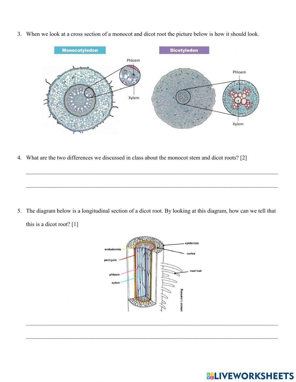 Structure of Ro… | Free Interactive Worksheets | 1661615