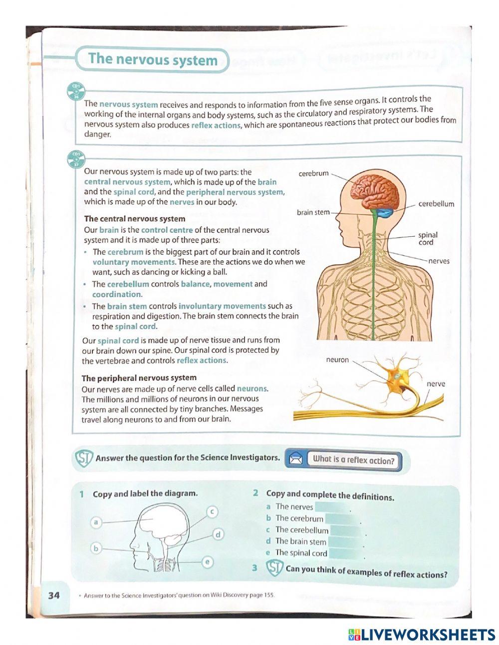 Nervous System Grade 6 3967598 | Anonymous | Live