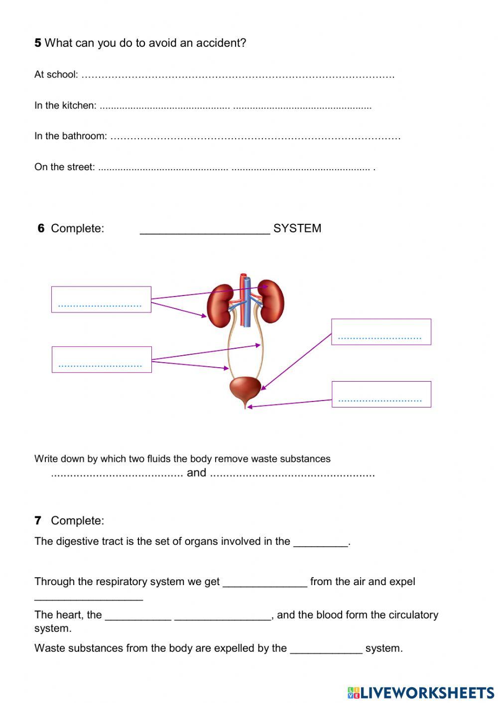 Human body and … | Free Interactive Worksheets | 1673236