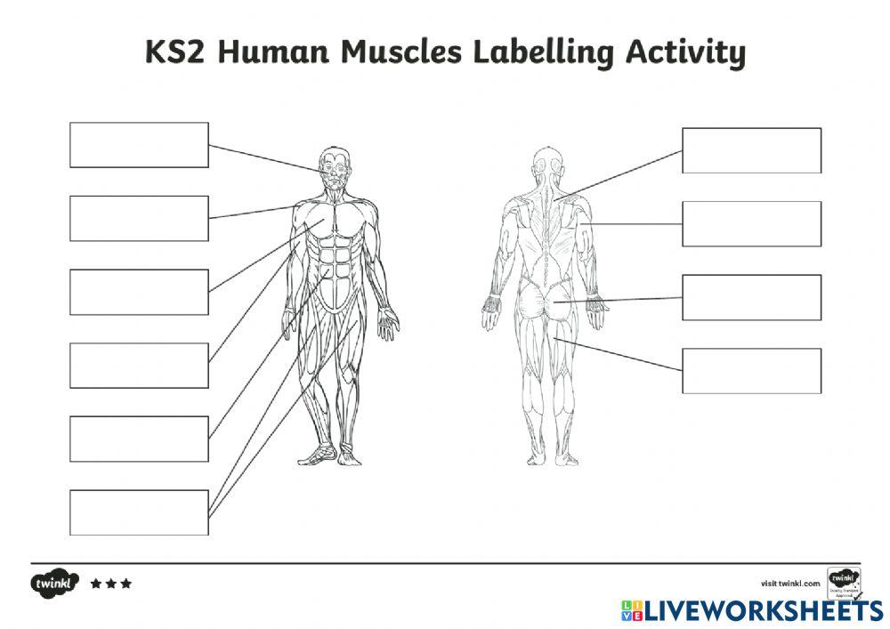 Muscles of the Body online exercise for | Live Worksheets